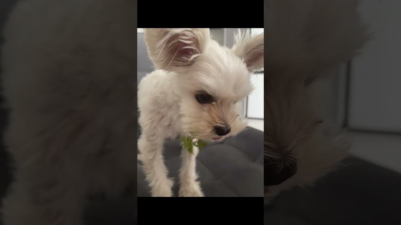 Белый Йорк любит укроп