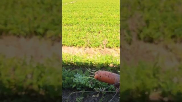 Три месяца в морковном плену - выживет ли фермер?