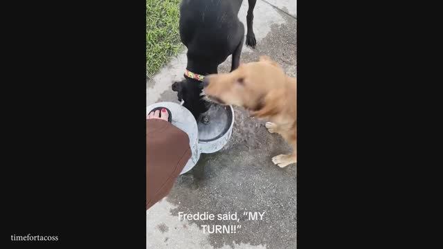 Иметь двух СОБАК — это просто круглосуточная драма😍 САМОЕ СМЕШНОЕ видео с собаками 2025 года