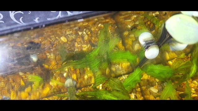 Ч 61 Аквариум Новые улитки