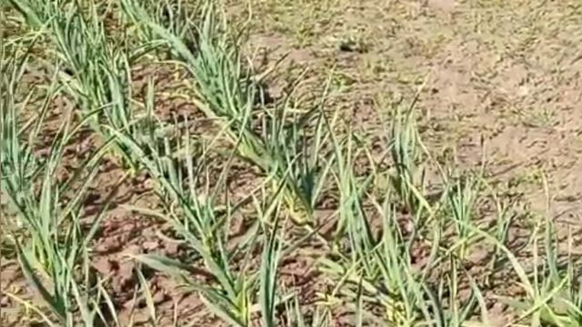 Весна 2025 , работа на земле.Весенний день год кормит.😊