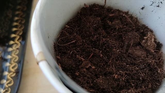 Менее, чем за 48 часов после замачивания, сажаю просроченные семена дынь и арбузов на рассаду