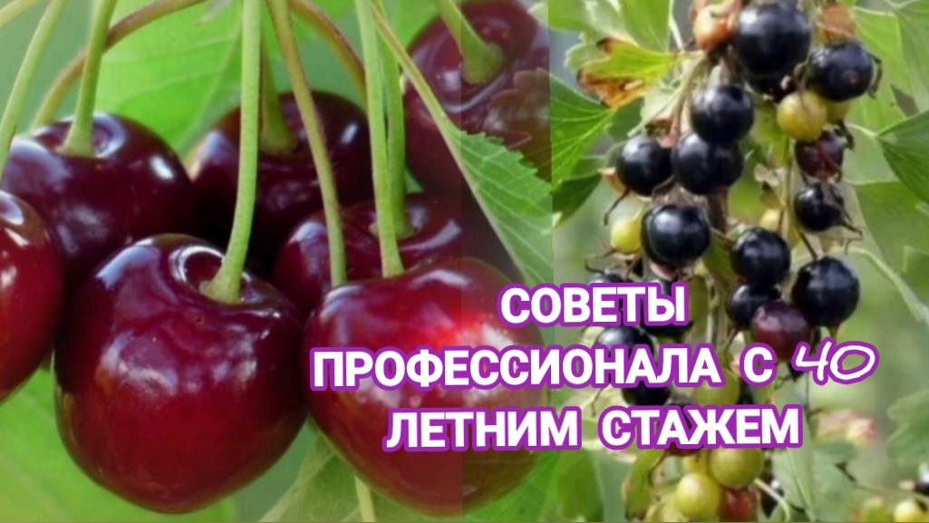КАК ПРАВИЛЬНО ПОСАДИТЬ ЧЕРНУЮ СМОРОДИНУ И ЧУДО-ВИШНЮ.СОВЕТЫ ПРОФЕССИОНАЛА,СТОПРОЦЕНТНЫЙ РЕЗУЛЬТАТ