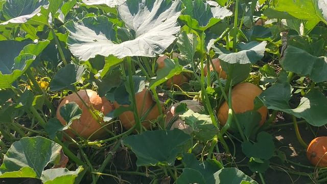 Тыквенная поляна.