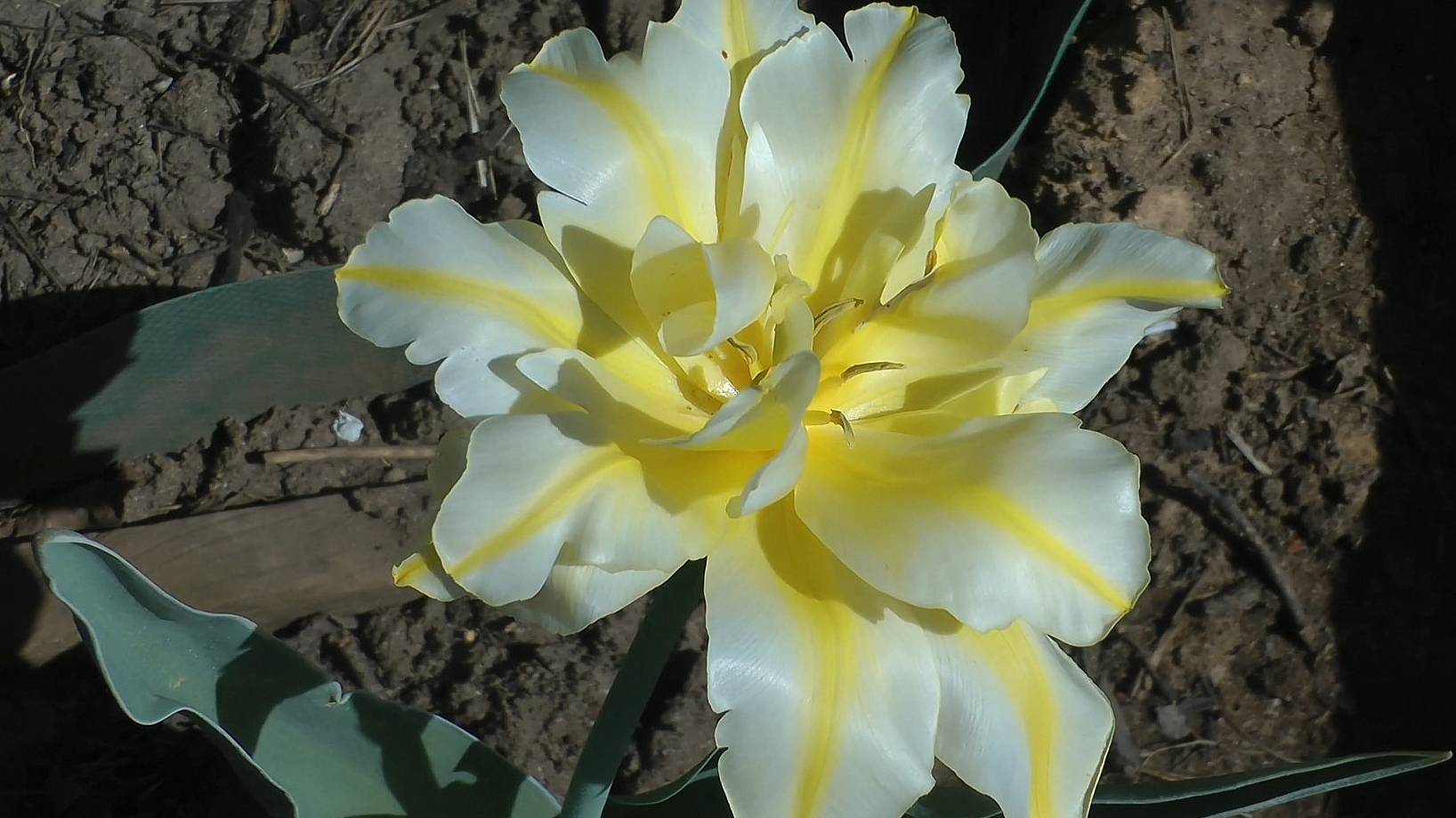 Весна. Цветы. Мои тюльпаны. 2024 - 2025