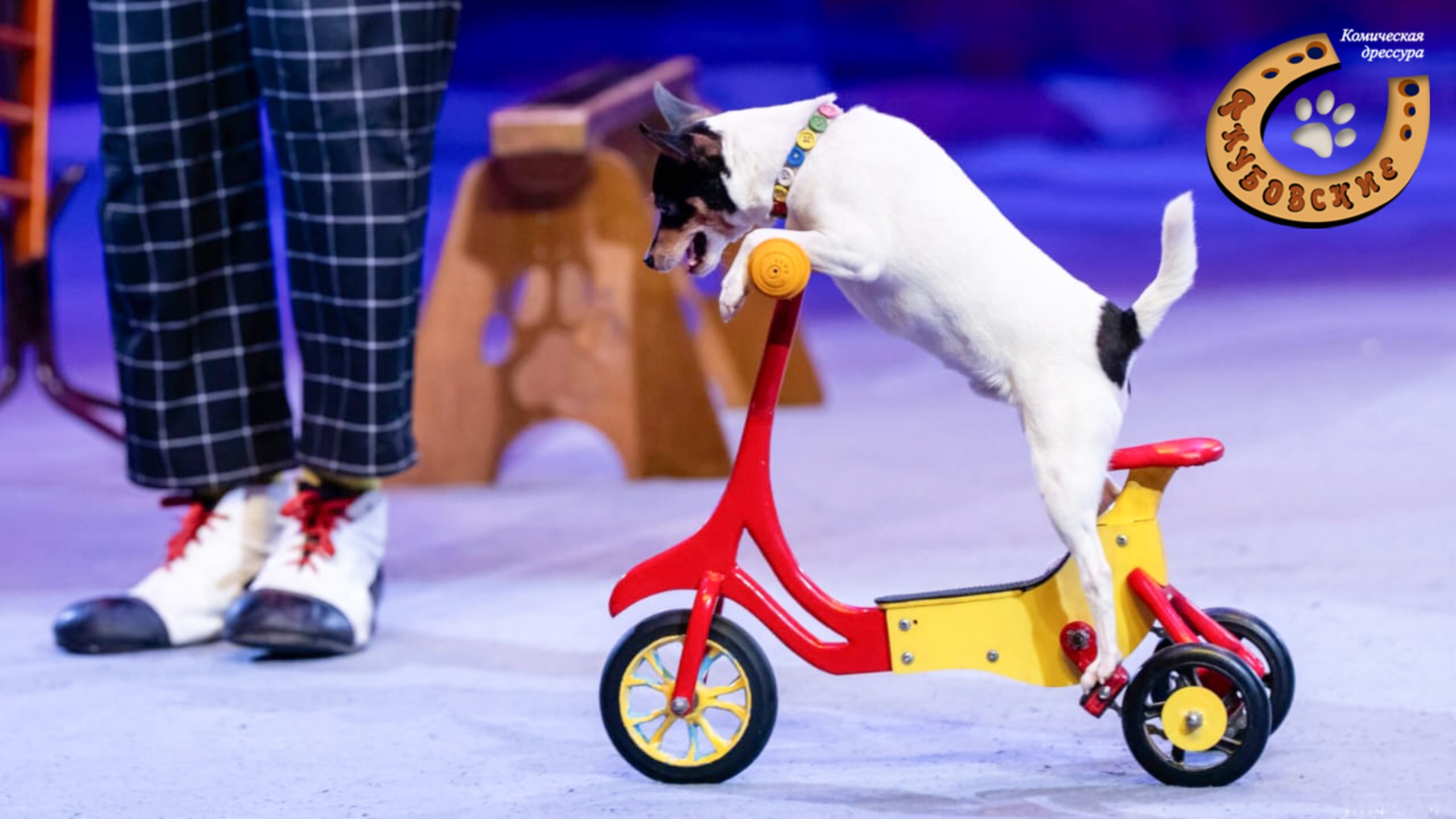 Комическая дрессура Юлия Якубовского