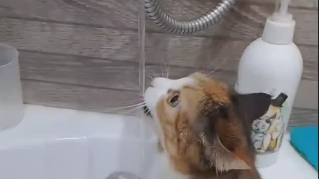 У меня живет культурный кот - Нежное ЭТО