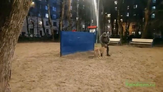 Элвин берёт барьер - собака из приюта