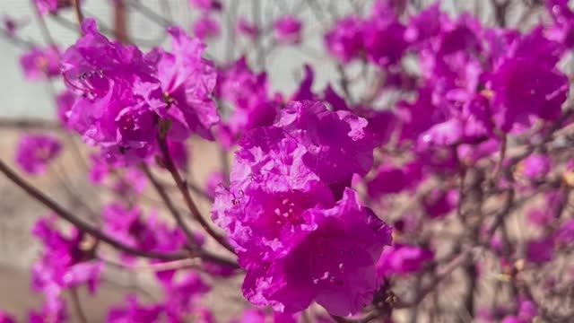 Рододендрон. Приморье.  Во дворе дома 😎
