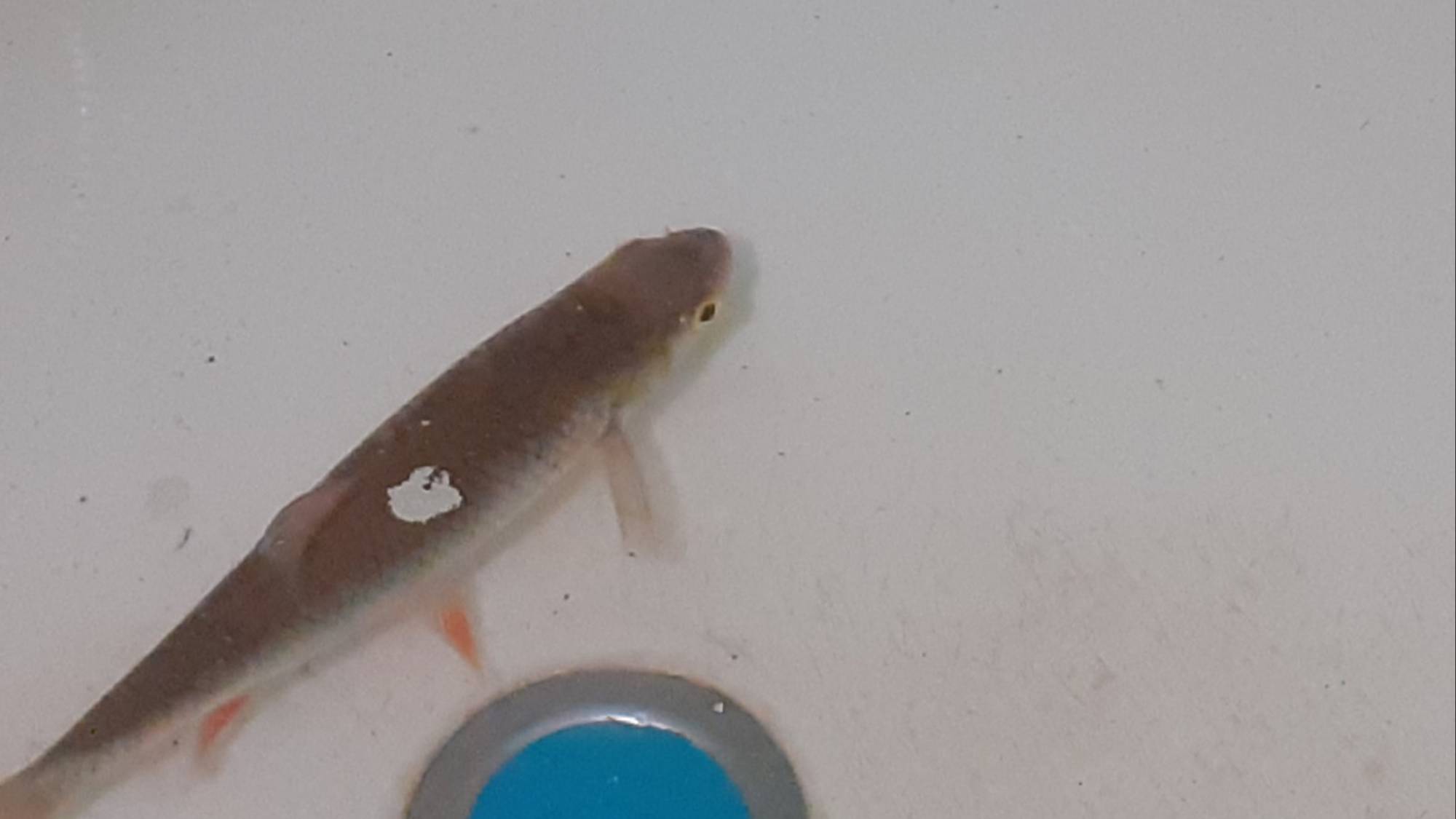 поплавок с приманкой своими руками.