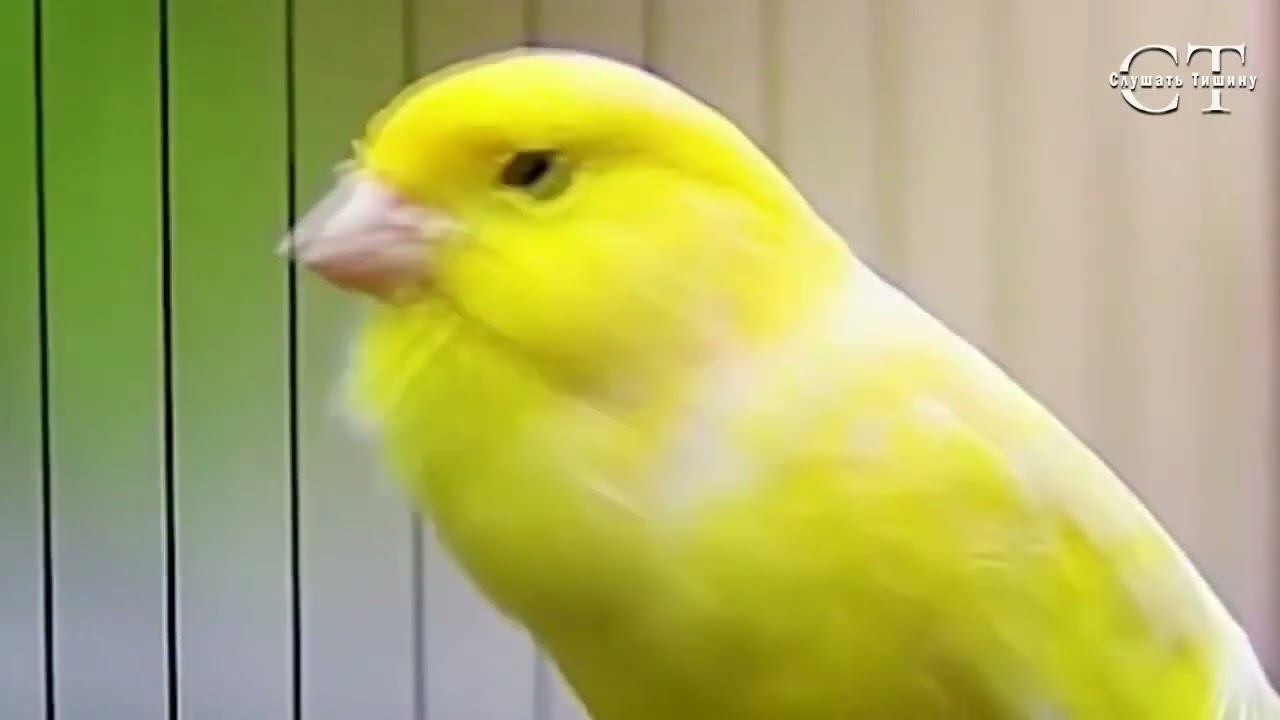 Шантик о Кришна