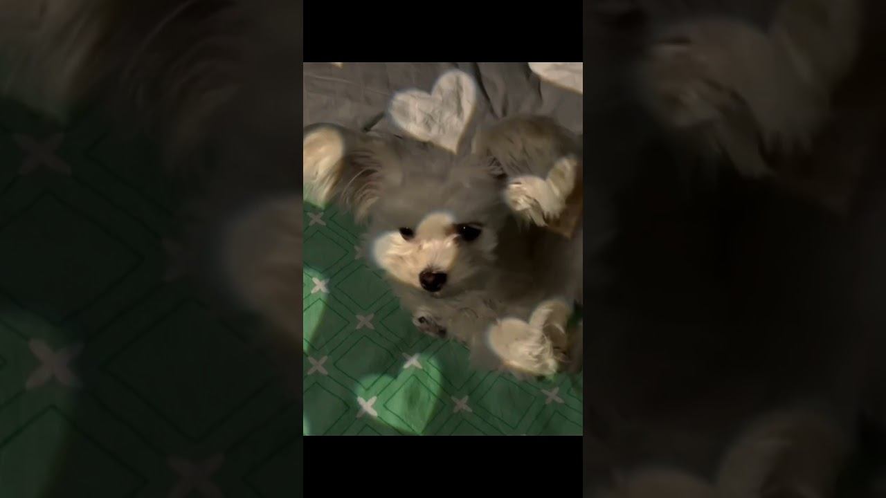 Главное, не раздавить собаку во сне