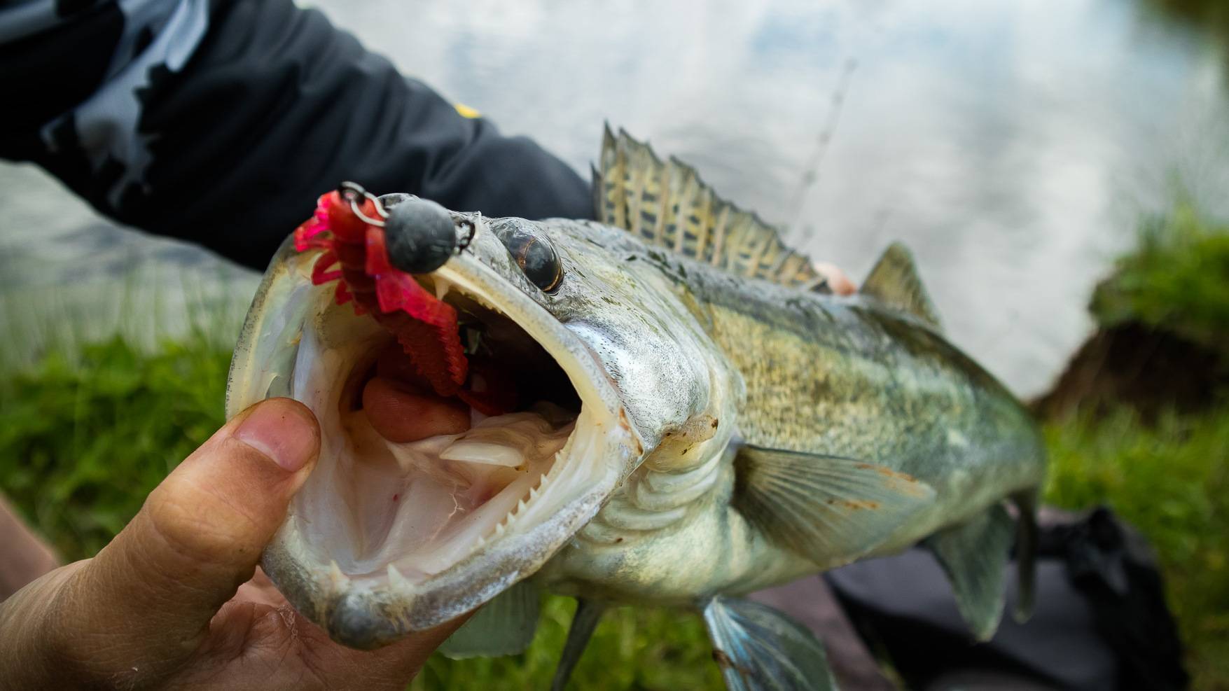 Время этих приманок пришло, только на них будет клевать судак!!! Ловля судака на джиг [Пора ловить]