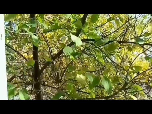 Вид из одного балкона. Друг прислал, оцените.