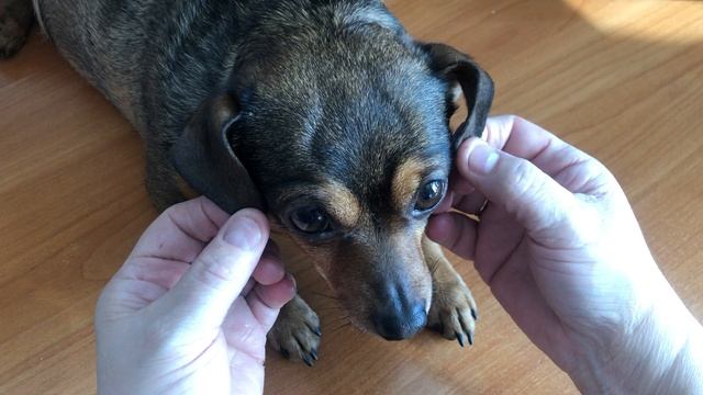 У Принца ушки стоячие и висячие