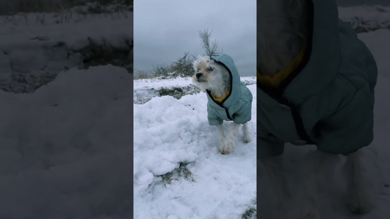 White dog and white snow ❄️