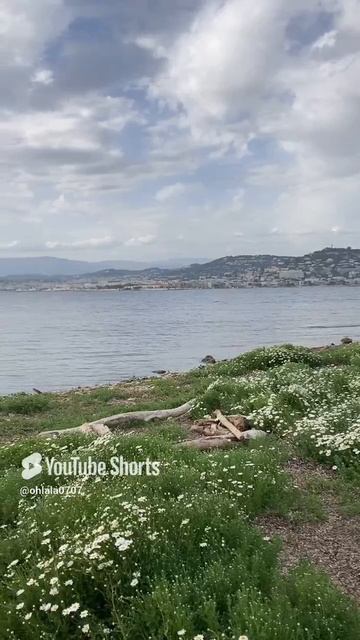 Ромашковое поле