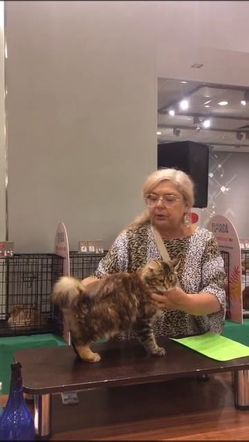 Курильский бобтейл на выставке