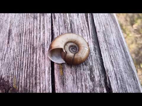 озеро Жижица