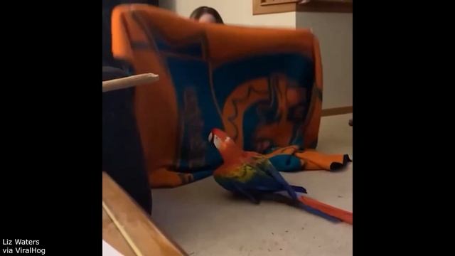 Игры животных 7