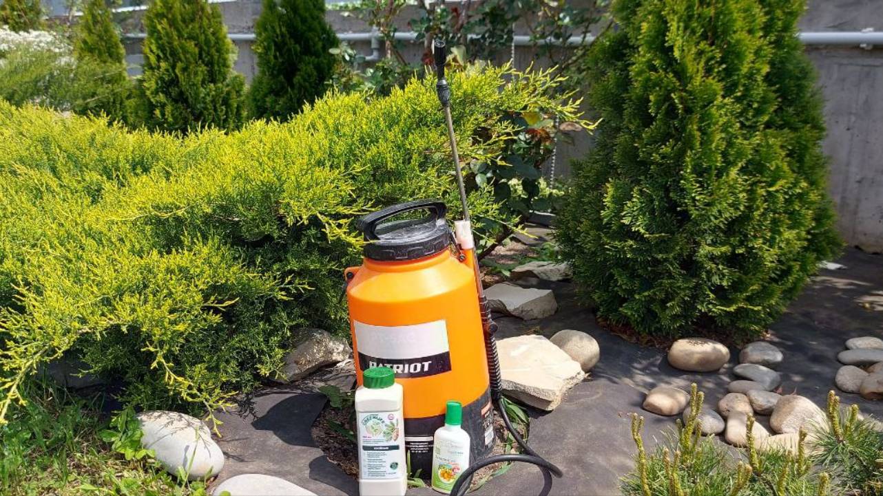 Подкормка туй после зимнего стресса. Вторая обработка.