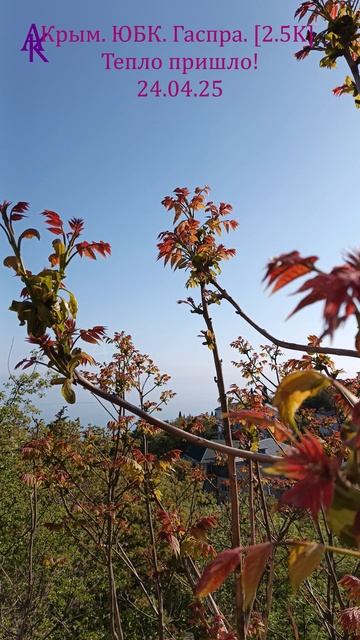 Крым. ЮБК. Гаспра. [2.5K] Тепло пришло! 23.04.25 #андрейкрымский #артемийкрым #андрейлилия #юбк