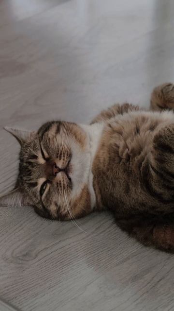 Усталость наКОТила😹