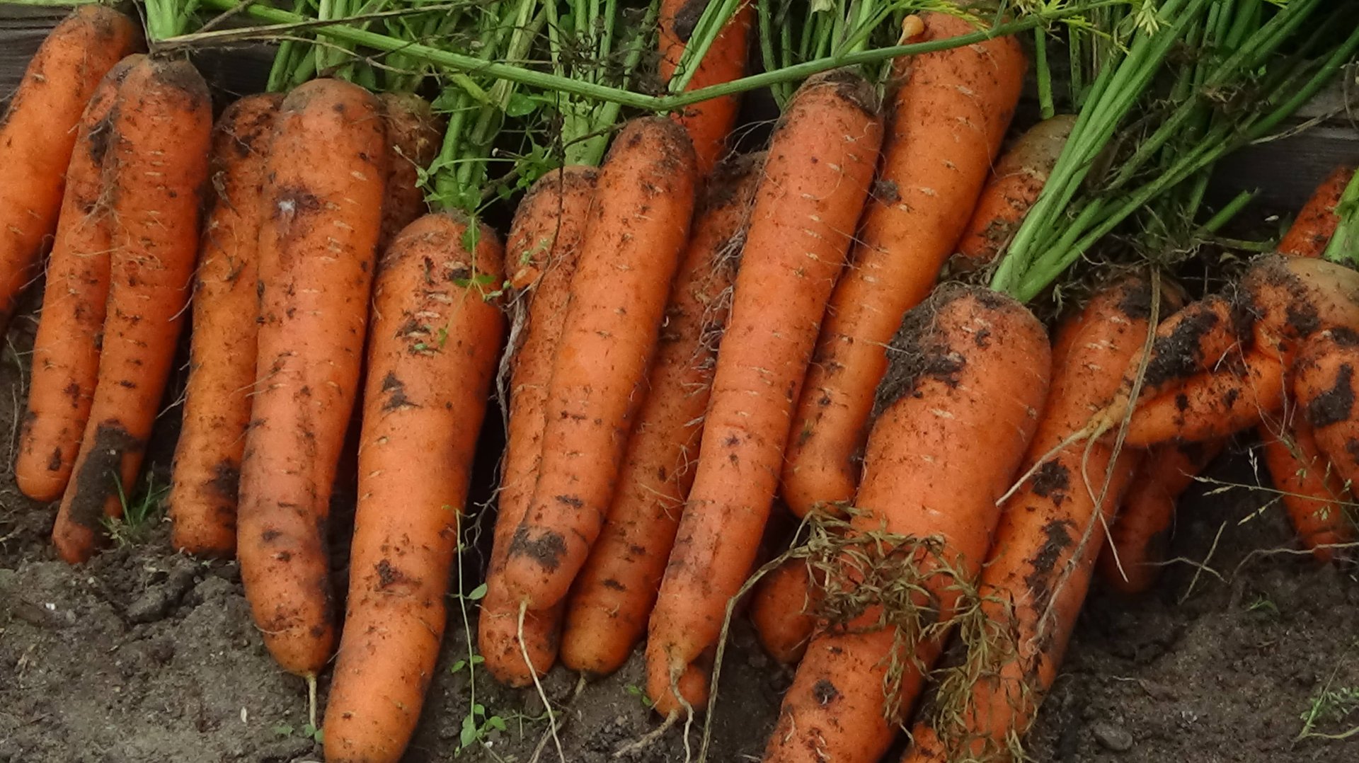 2030.   Сегодня  сею морковь.(23.04.2025 г)