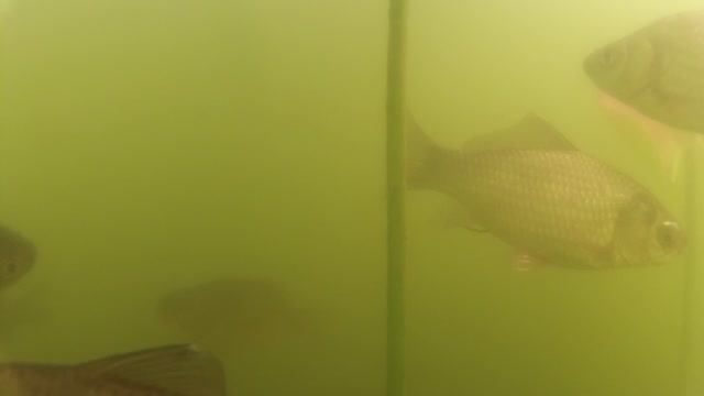 Поиски рыбы в прудах Покровское-Стрешнево. 22.04.2025