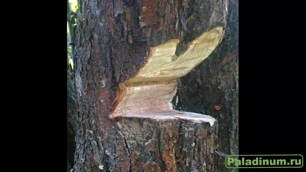 Как спилить старую яблоню, не сломав ничего вокруг и самому не убиться :)