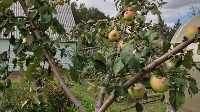 Самая зимостойкая крупноплодная яблоня удивила урожаем