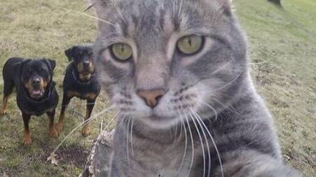 Супер - Кот ....