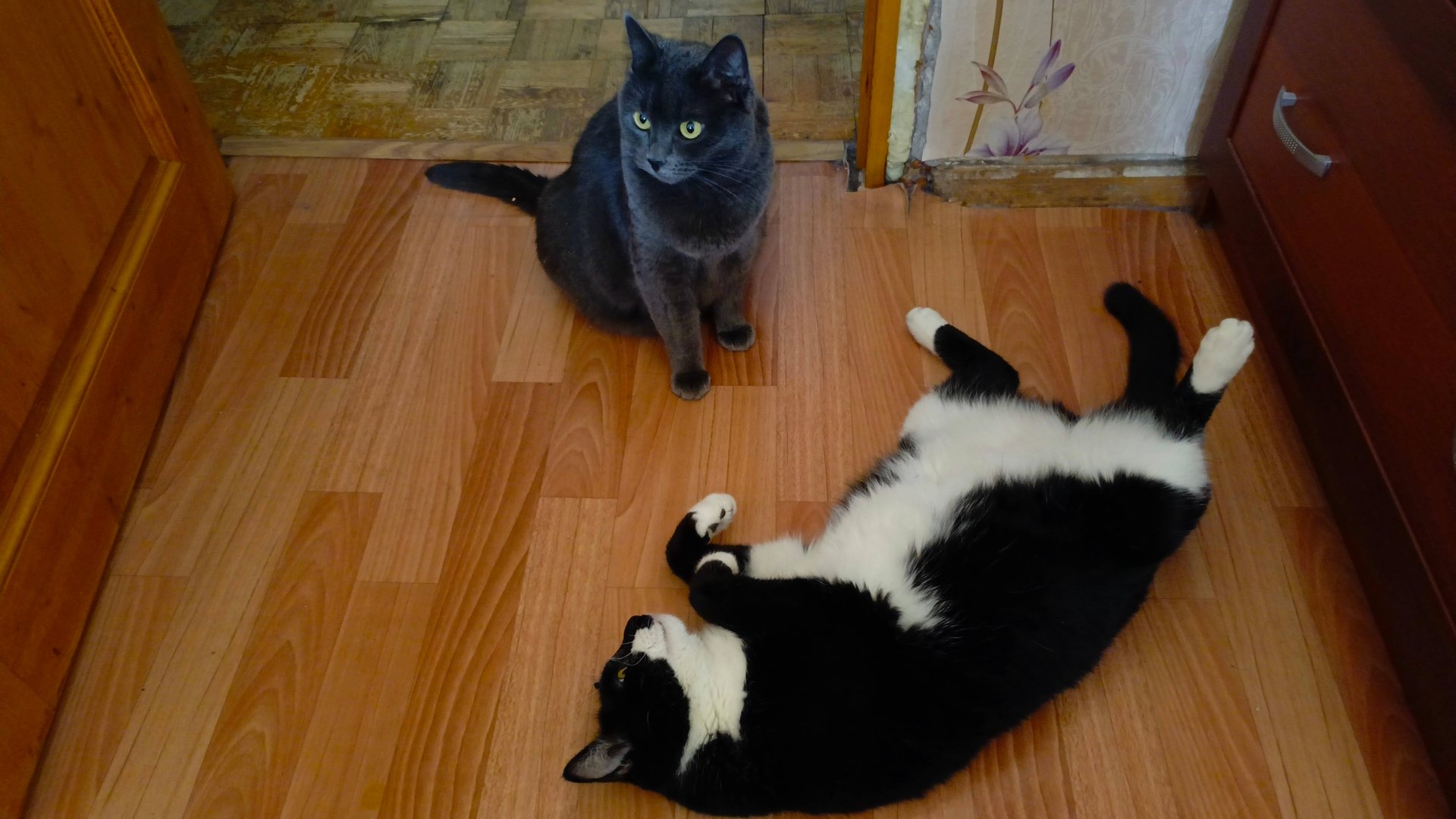 Смешные стихи как кошка Дарси котика Барсика работать отправила.