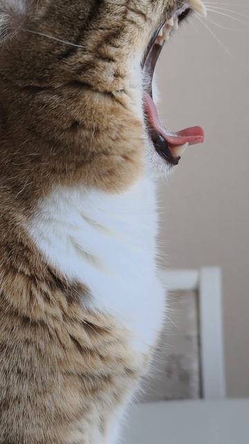 Настоящий Тигр 🐯