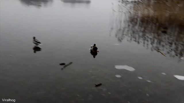 Игры животных 6