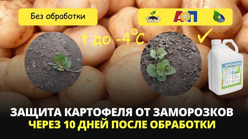 Через 10 дней после обработки фитомодулятором БЖУ Антифриз на картофеле. Опыт фермера