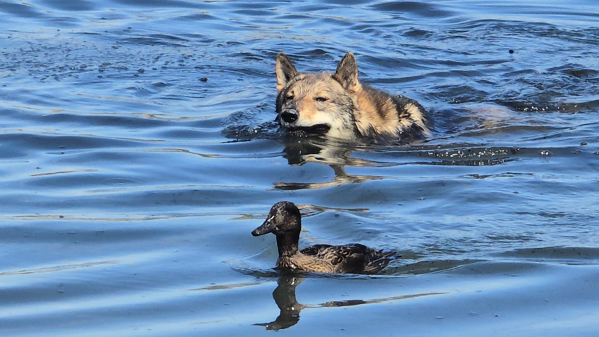 Каюр настоящий компаньон