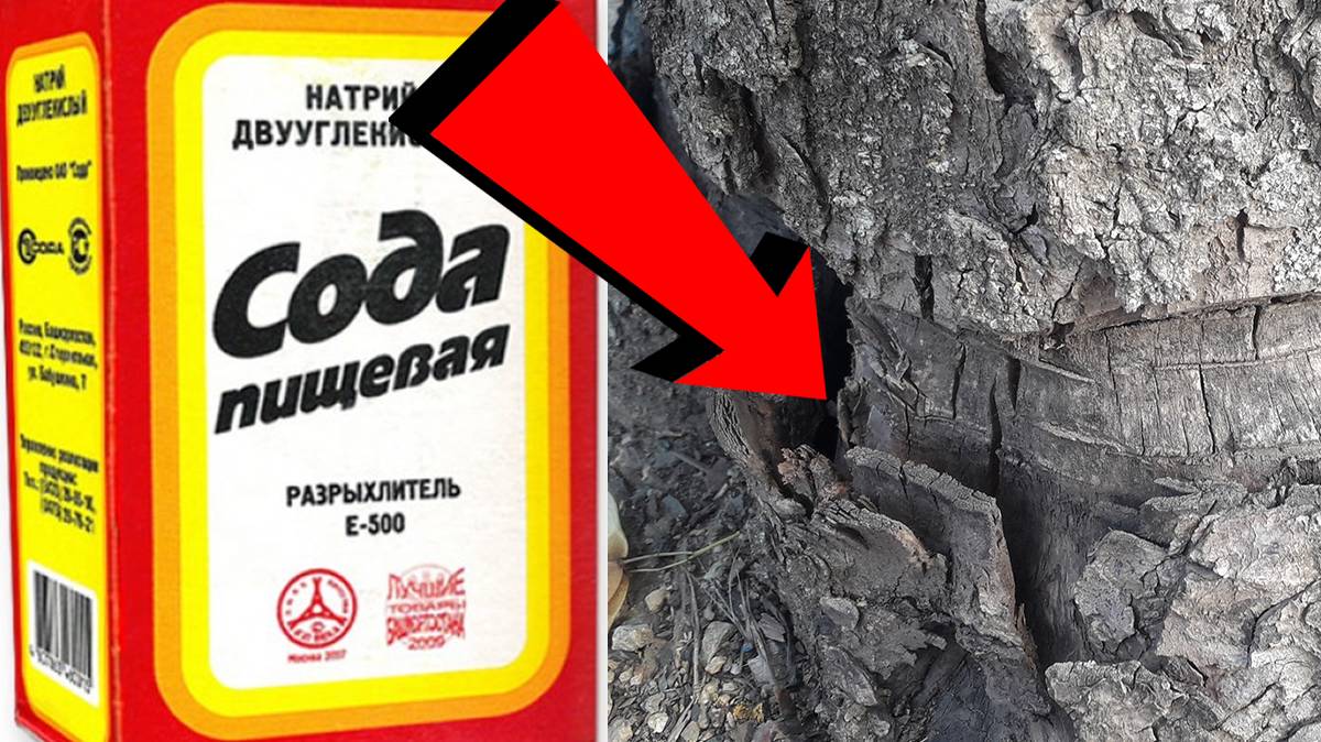 Как избавиться от пня Навсегда За 3 Секунды!