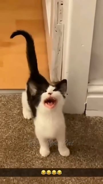 🐱🐱 приколы с котиками