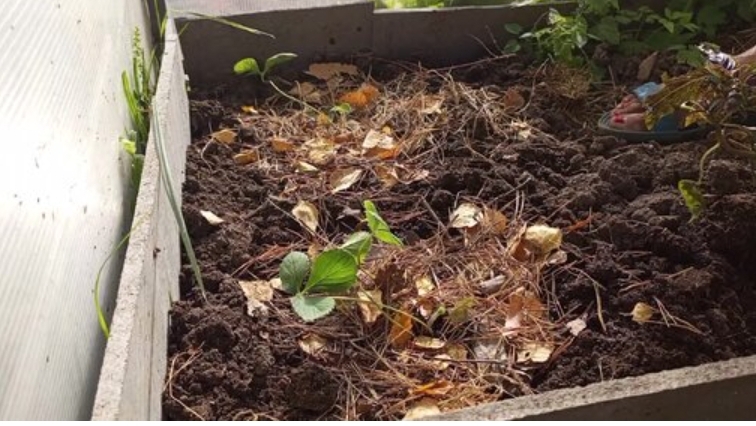 Ремонтантная клубника ЕЛИЗАВЕТА II. Высаживаю в теплицу. Как посадить и чем удобрить