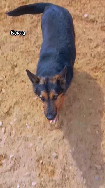 С приветом из песка и таза! Берта и Буся ❥ Приют в Малинках
