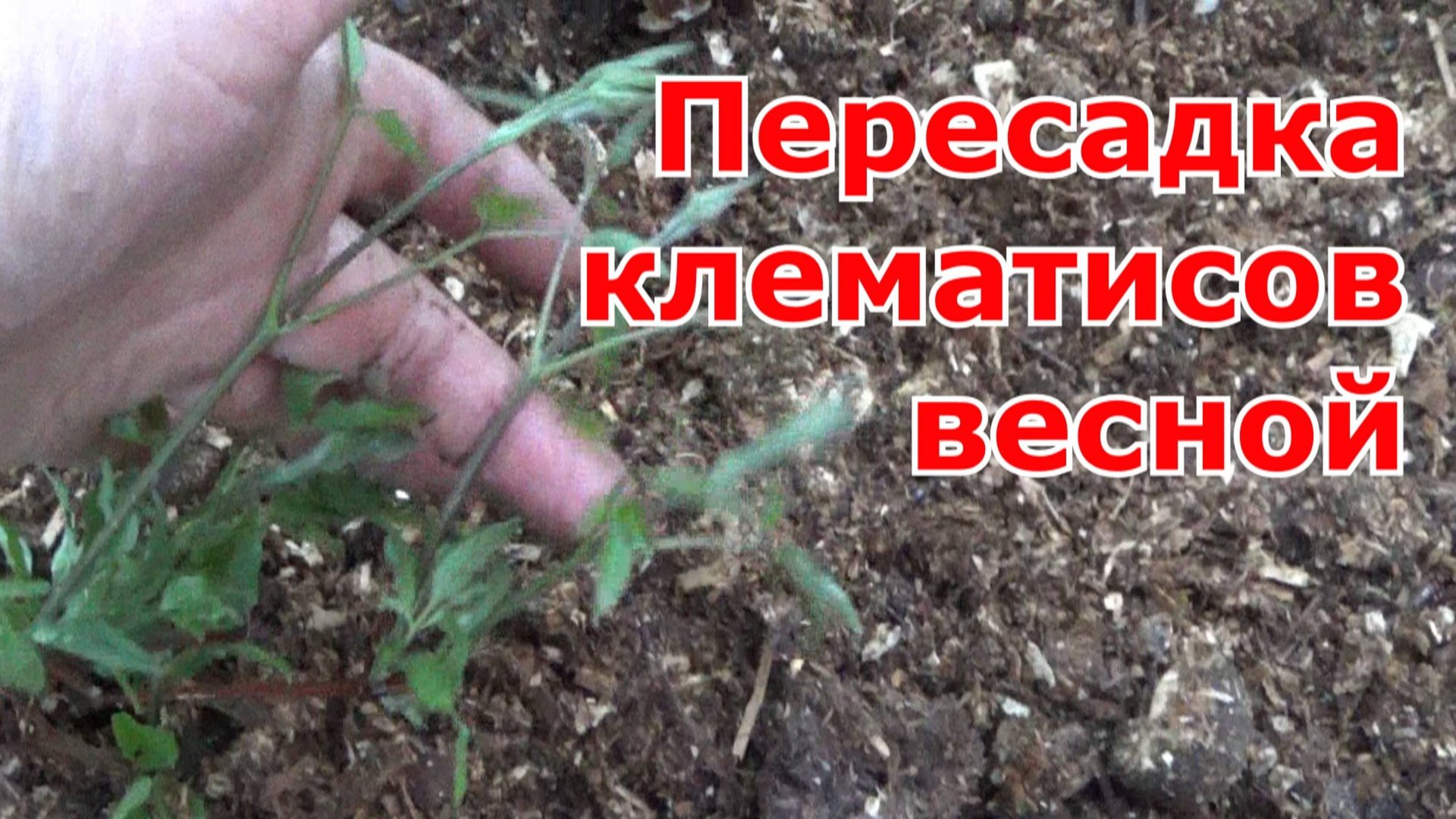 Пересадка клематисов весной на другое место