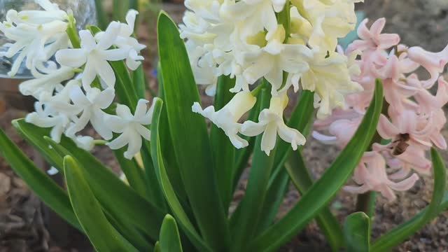 Весенние цветы- гиацинты и нарцисcы .