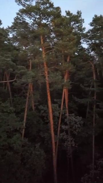 Высокие сосны 7 этаж