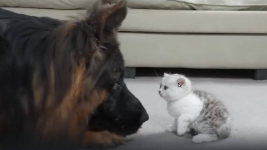 Мелкий, ты кто ?