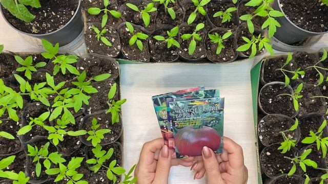 Томаты гномы и другие томатные новинки на сезон 2025