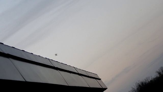 Миграция жуков