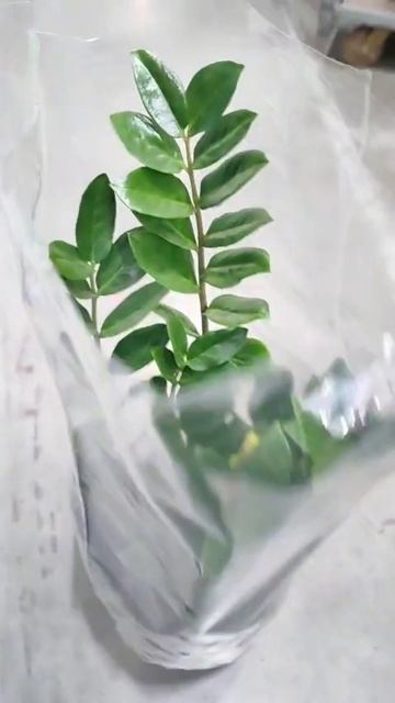 Замиокулькас - отбираем для вас лучшие растения!