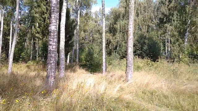 ЗЕВС  НА ПРОГУЛКЕ