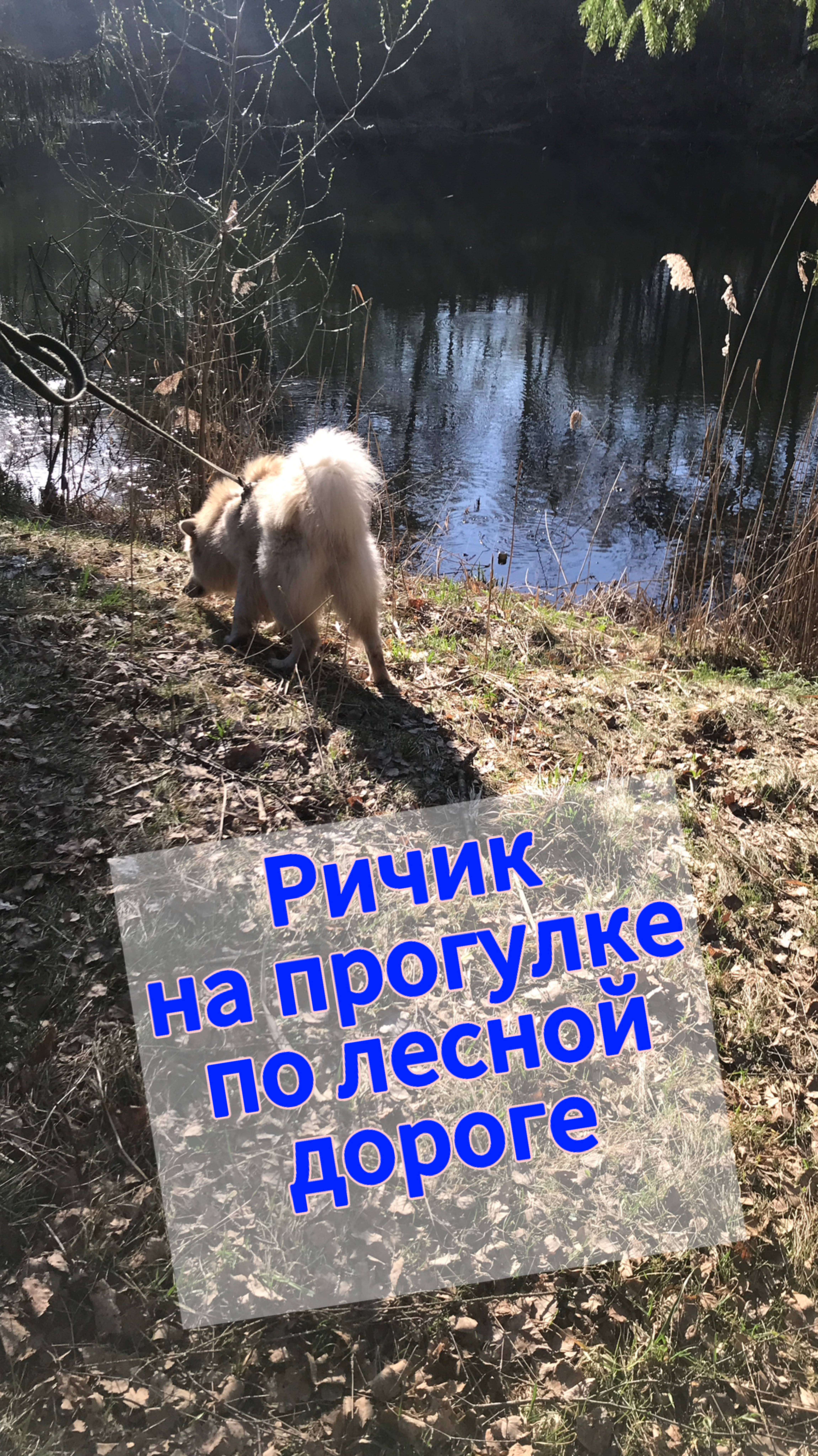 Пес Ричик на прогулке по лесной дороге, его дыхание и пение птиц